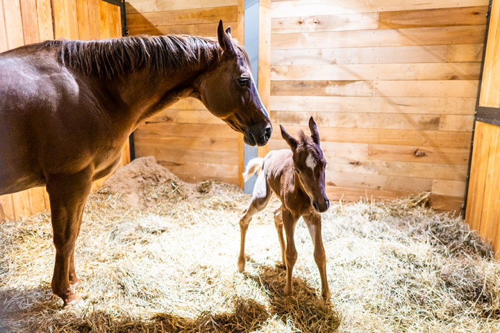 New Addition at Homestead Stables – Heritage Ministries